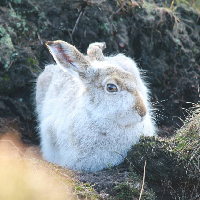 Rare mountain hares threatened by Britain's rising temperatures - CGTN