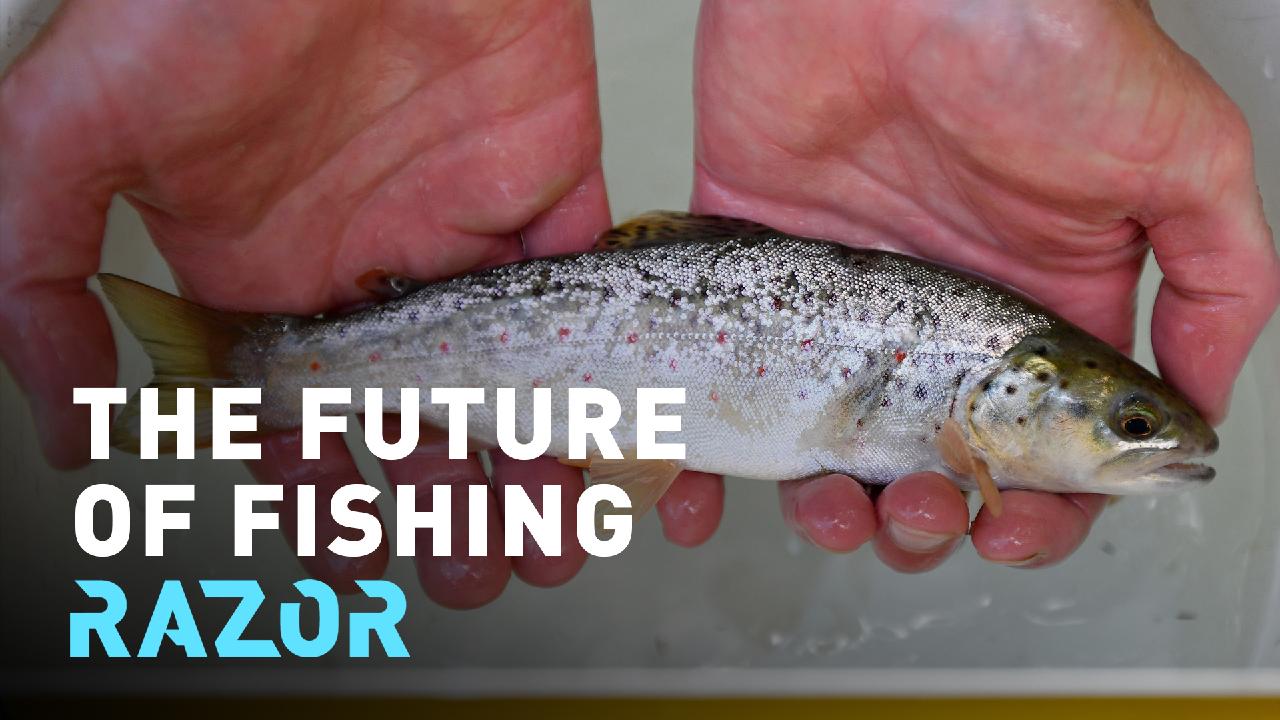 RAZOR: How farming fish on land could help feed the world - CGTN