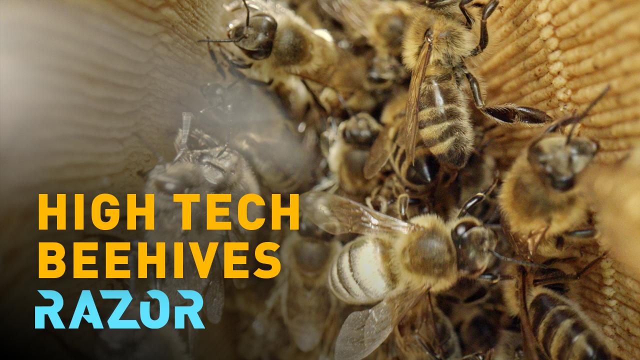 RAZOR: Saving the bees with high-tech beehives - CGTN