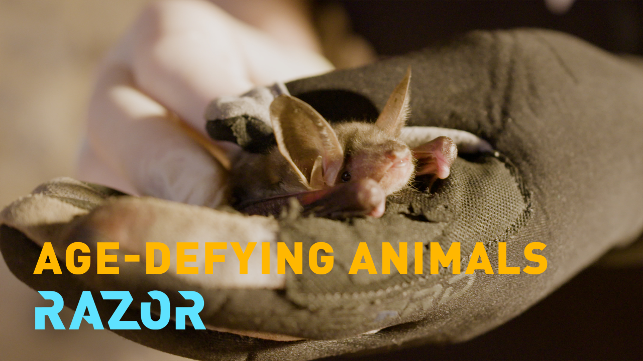 RAZOR: Do bats hold the secret to long life in humans? - CGTN